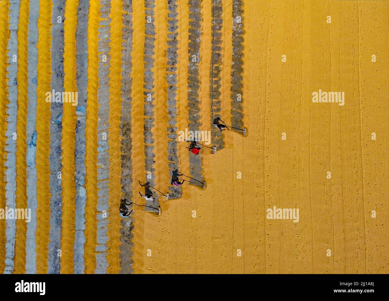 Workers drying paddy or rice grains on concrete and husking rice in ...