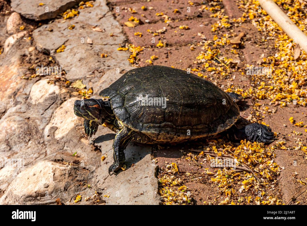 Tortoises basking hi-res stock photography and images - Alamy