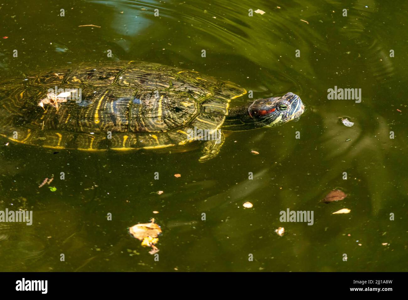 Yellow stripes turtles hi-res stock photography and images - Alamy