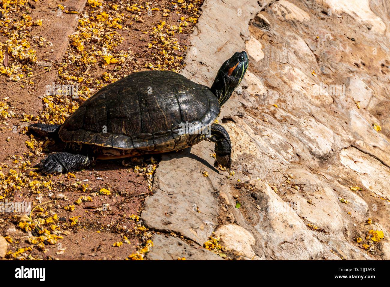 Water turtle basking in the sun near the pond Stock Photo - Alamy