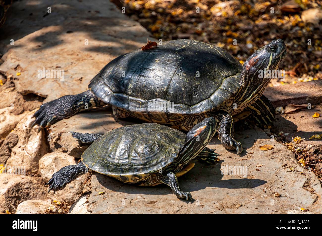 Water turtle basking in the sun near the pond Stock Photo - Alamy