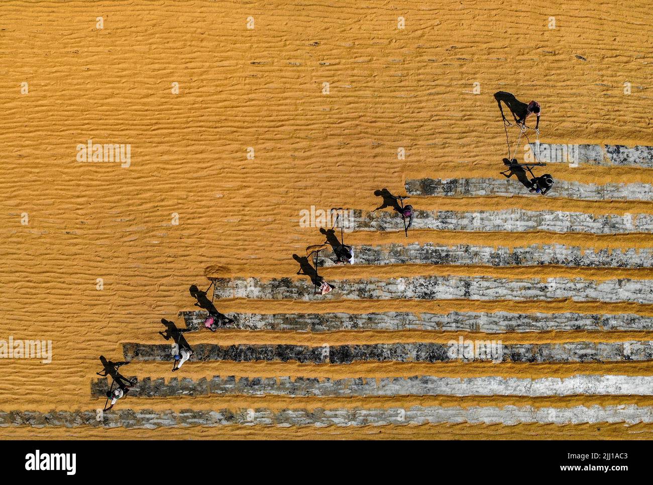 Workers drying paddy or rice grains on concrete and husking rice in ...