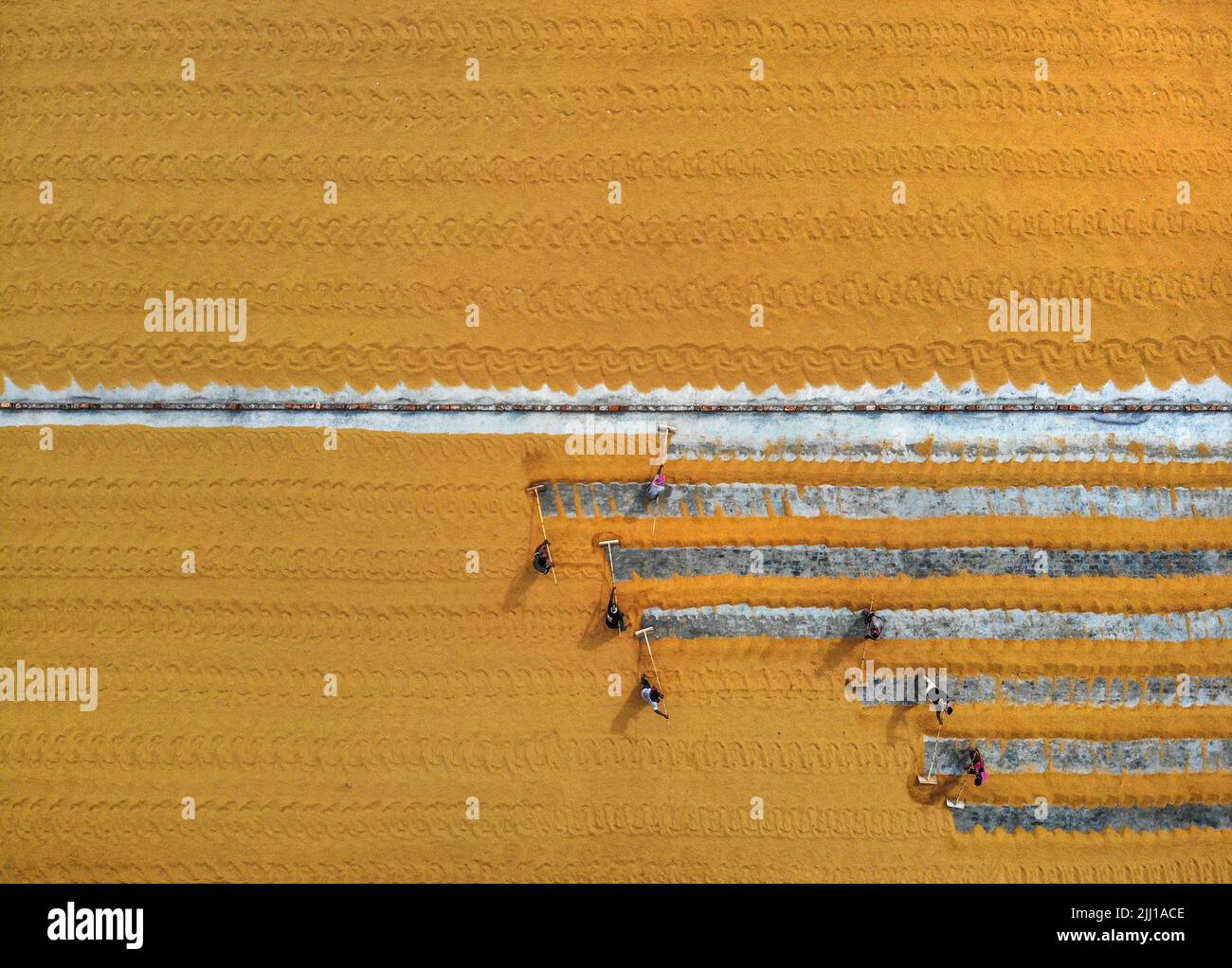 Workers drying paddy or rice grains on concrete and husking rice in ...