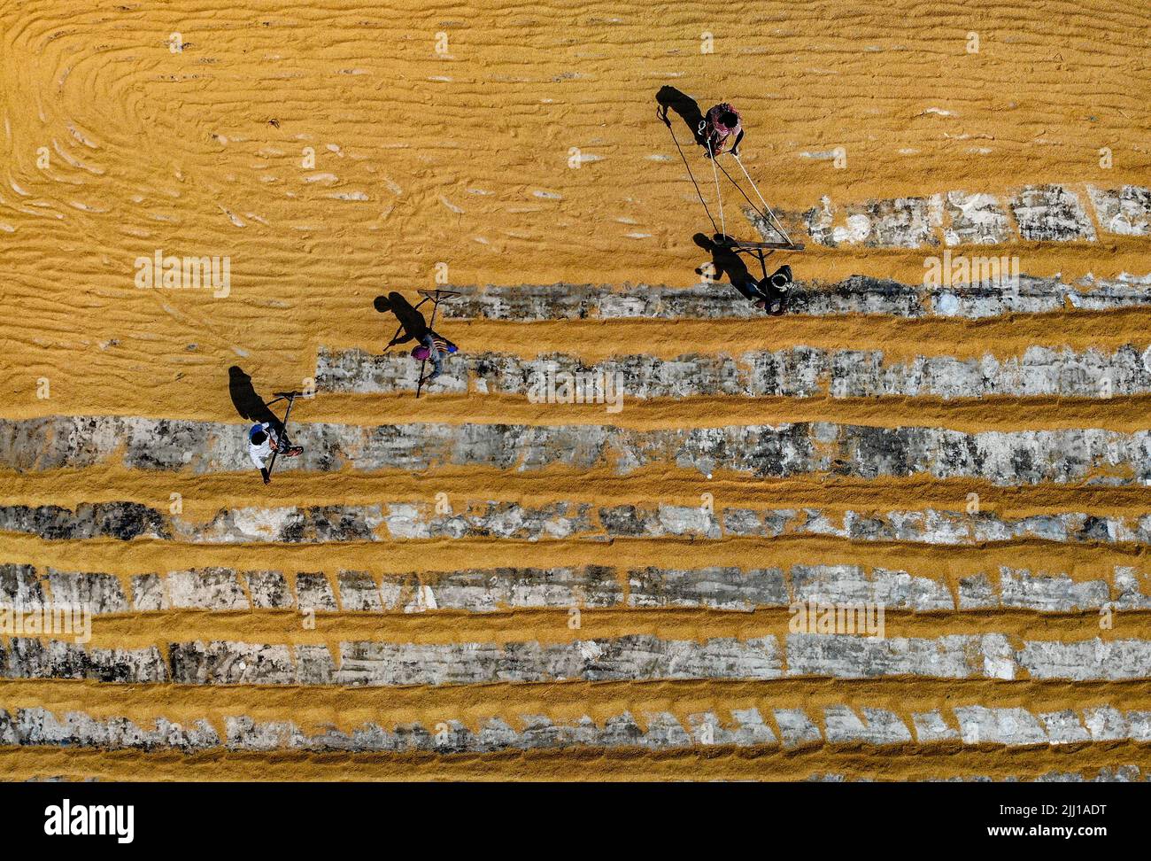 Workers drying paddy or rice grains on concrete and husking rice in ...