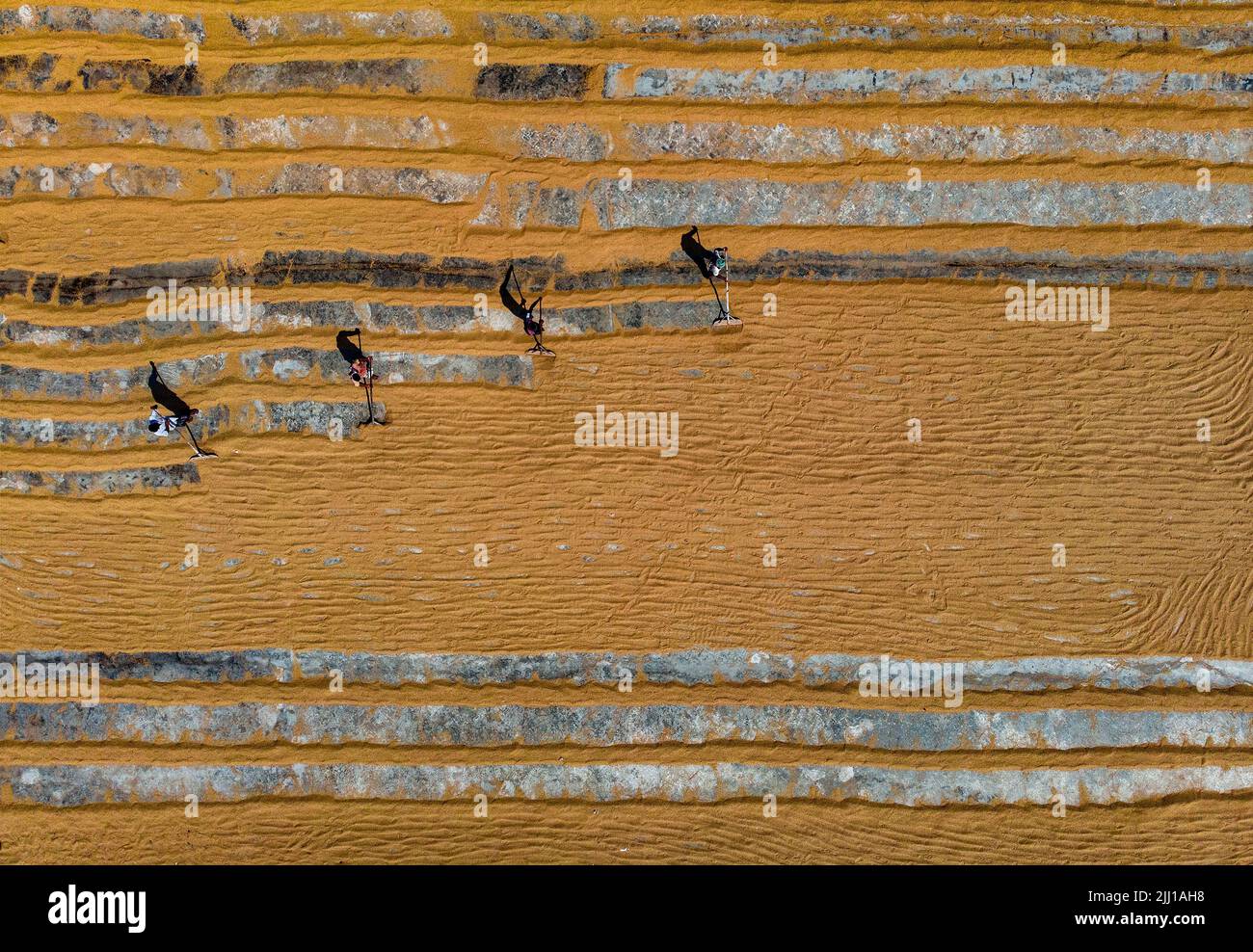 Workers drying paddy or rice grains on concrete and husking rice in ...
