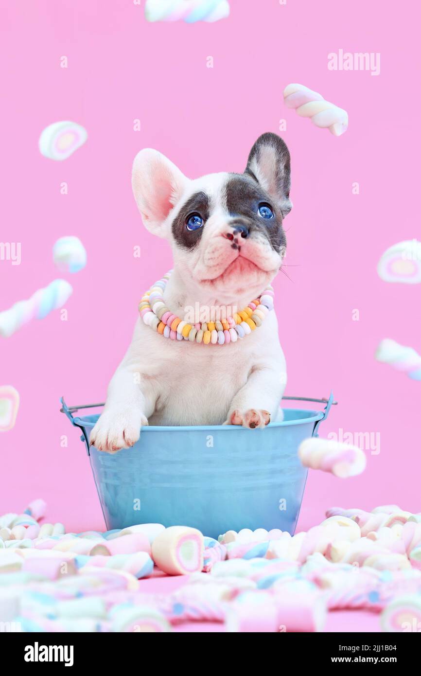 Blue pied French Bulldog dog puppy in bucket between marshmallow sweets ...