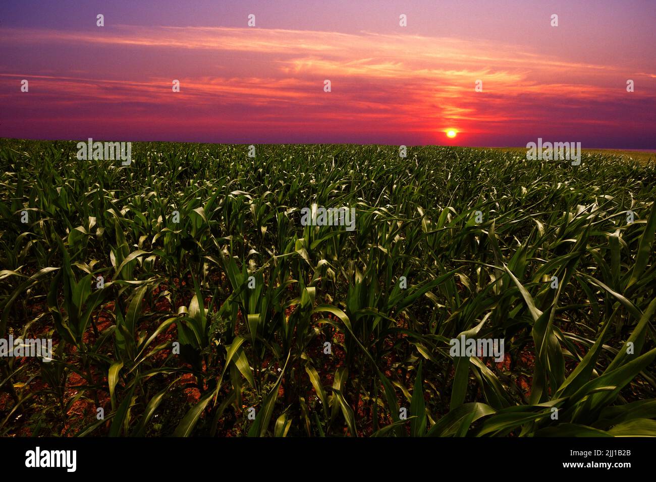sunset,climate,change,global warming,corn,crop,famine,temperature ...