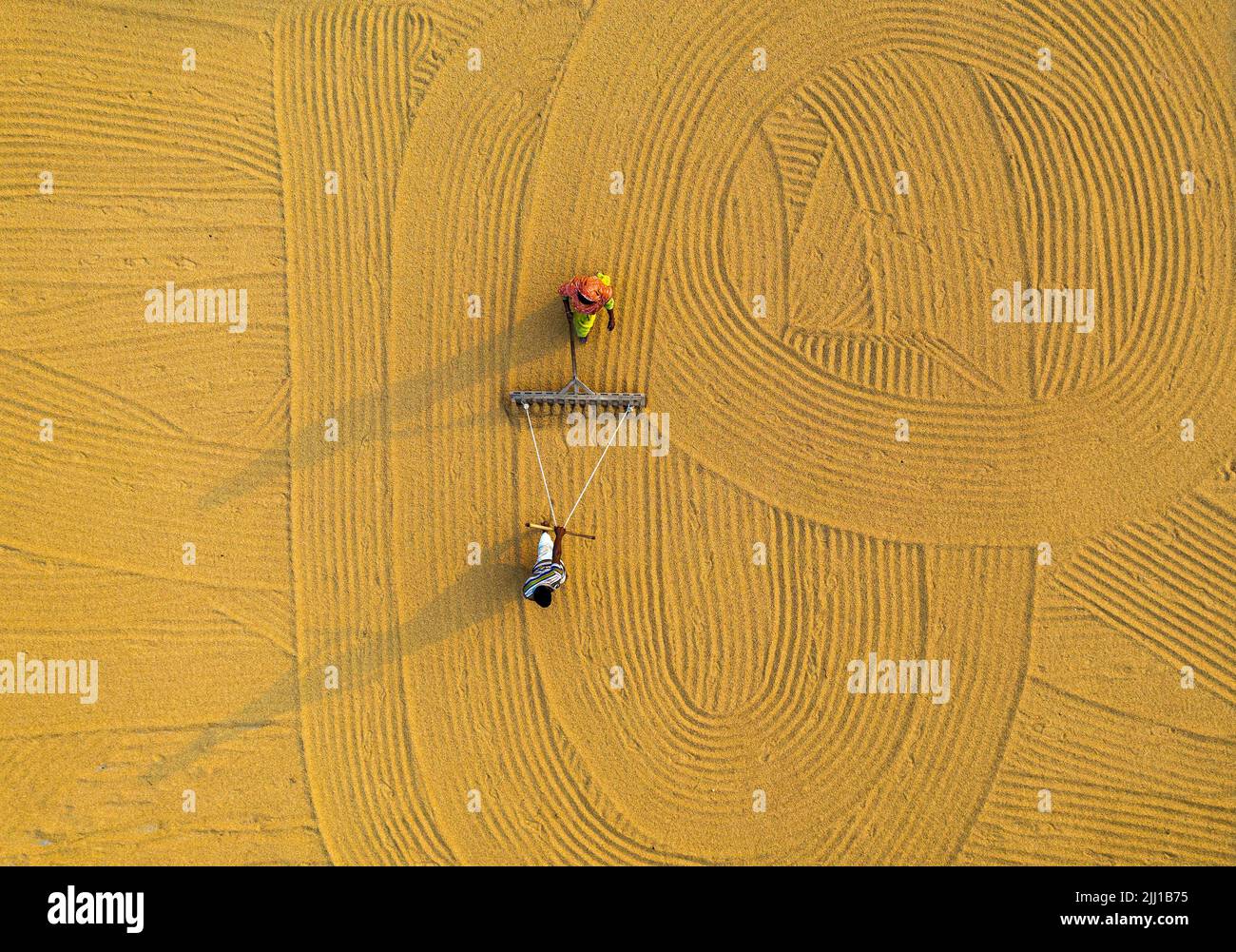 Workers drying paddy or rice grains on concrete and husking rice in ...