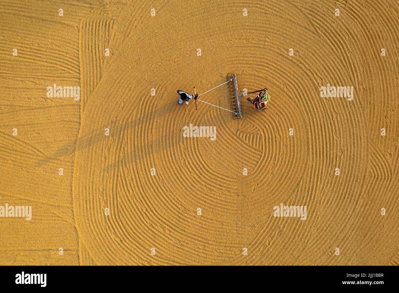 Workers drying paddy or rice grains on concrete and husking rice in ...