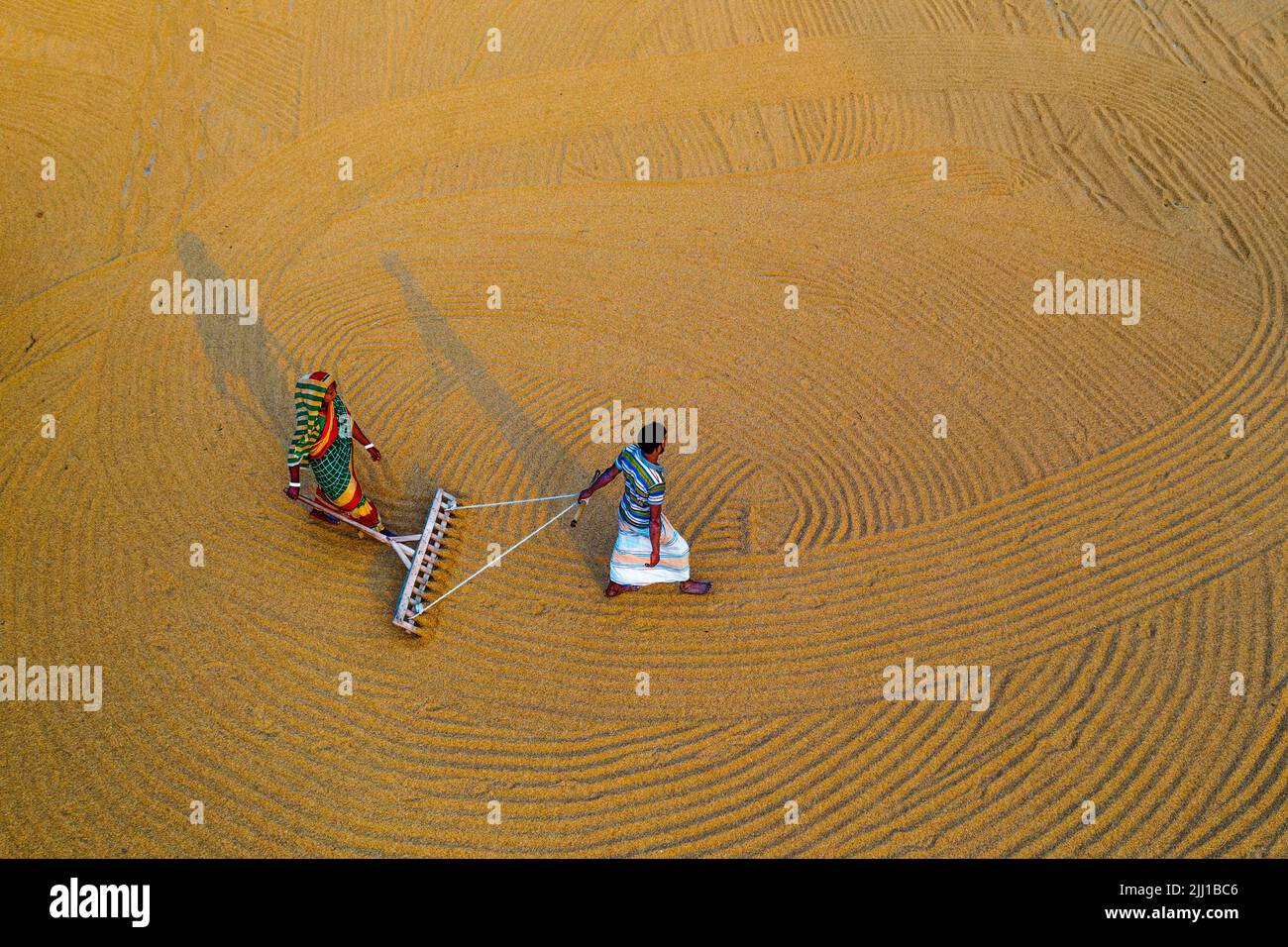Workers drying paddy or rice grains on concrete and husking rice in ...