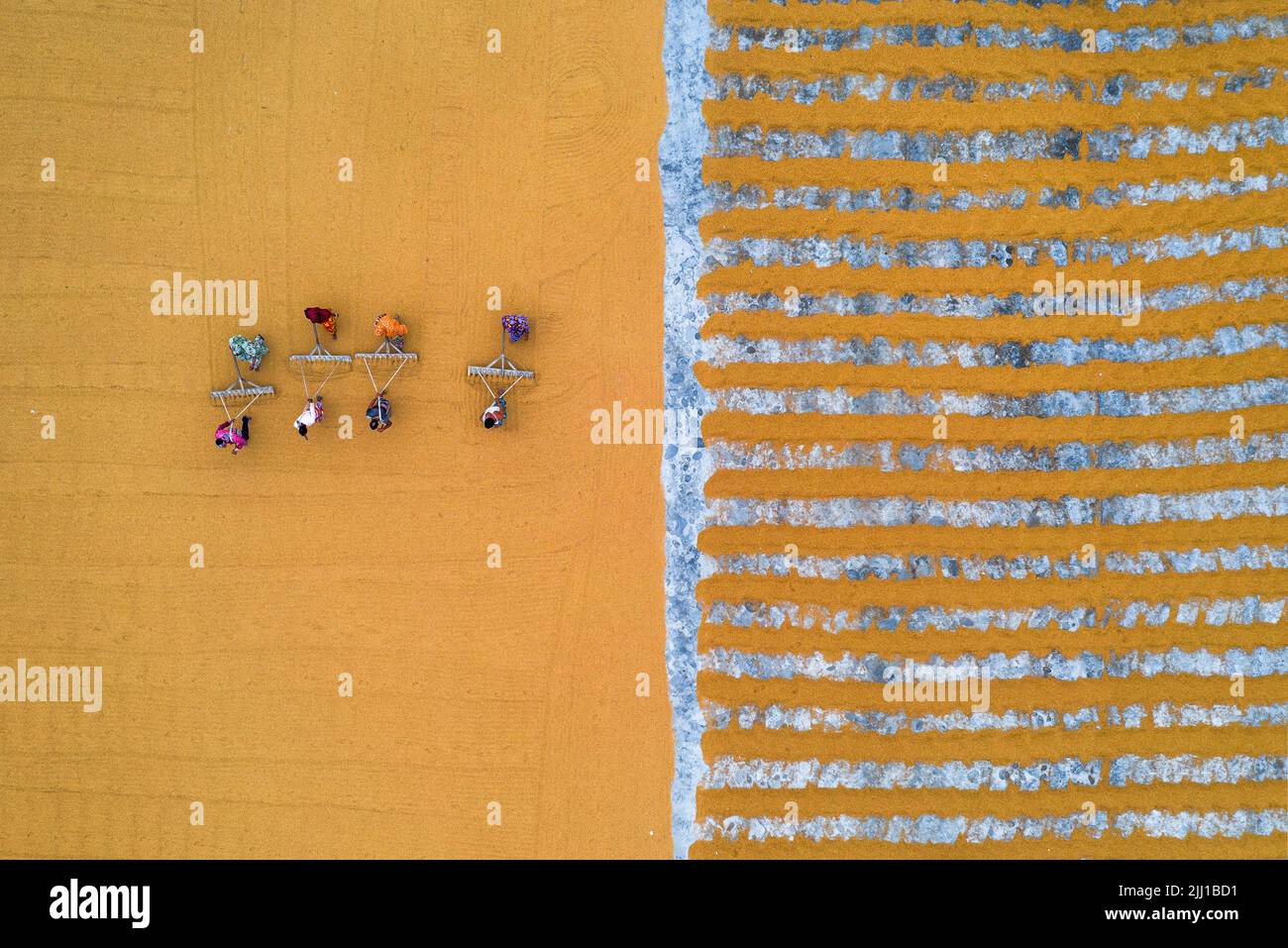 Workers drying paddy or rice grains on concrete and husking rice in ...