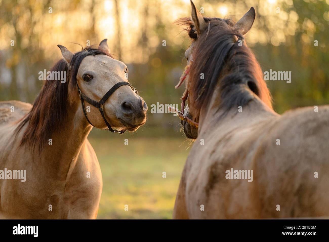 The adorable brown Konik horses talking to each other in the field ...