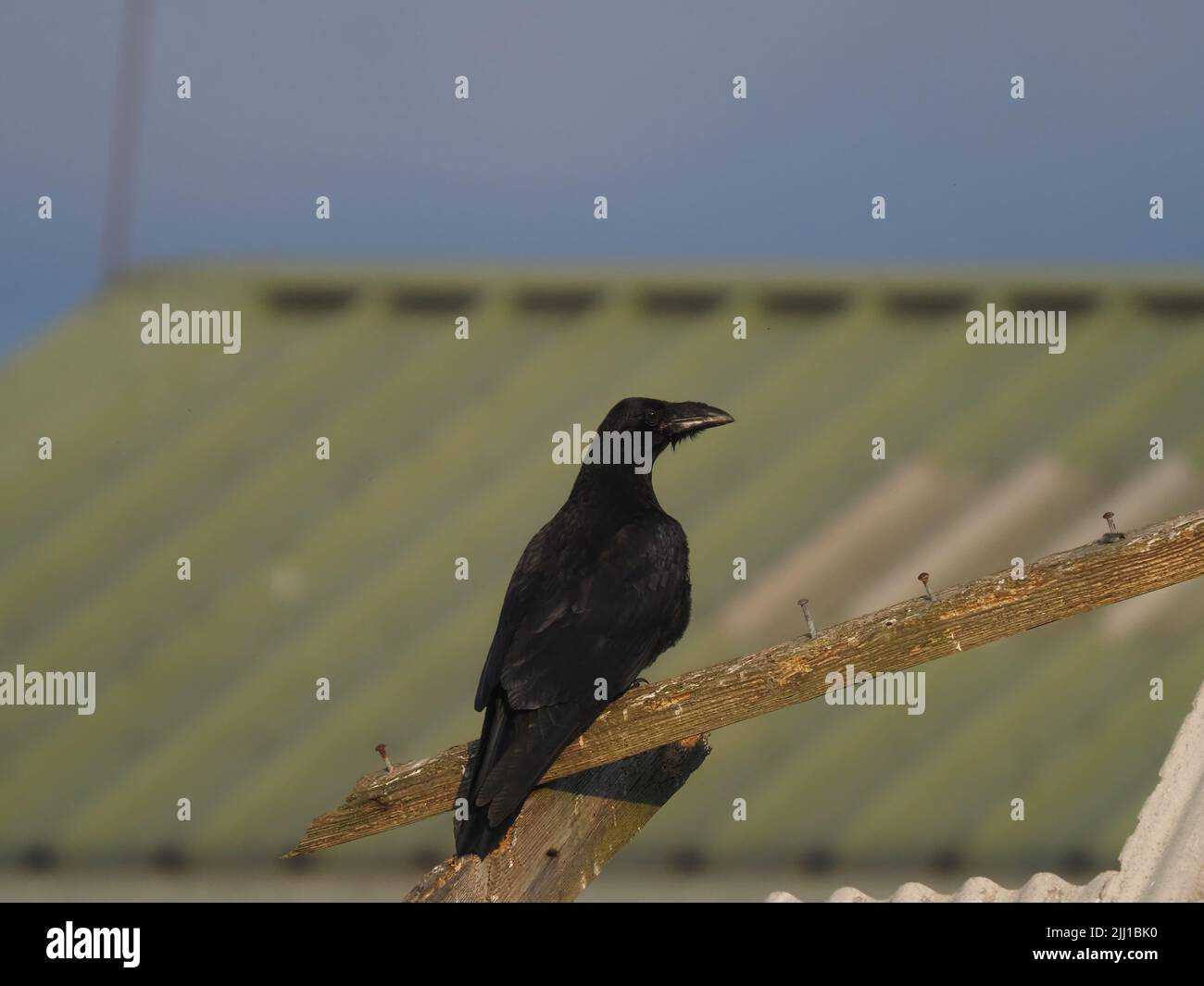 Raven's live in family groups, this is the last of a small party ...