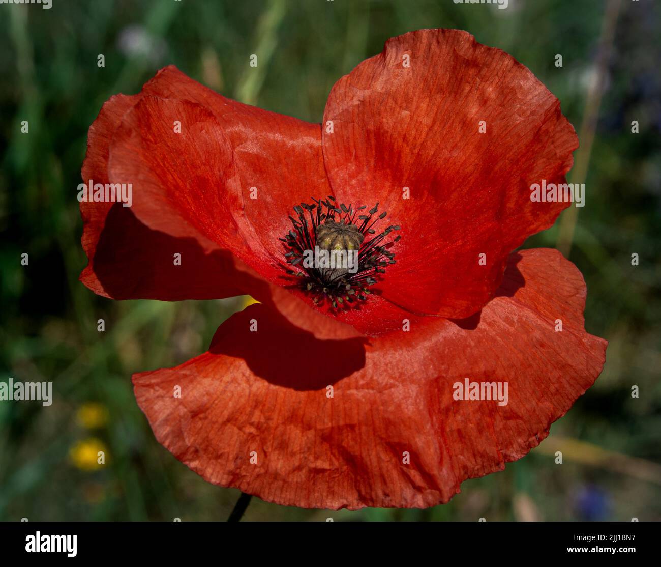Nice poppy picture hi-res stock photography and images - Alamy