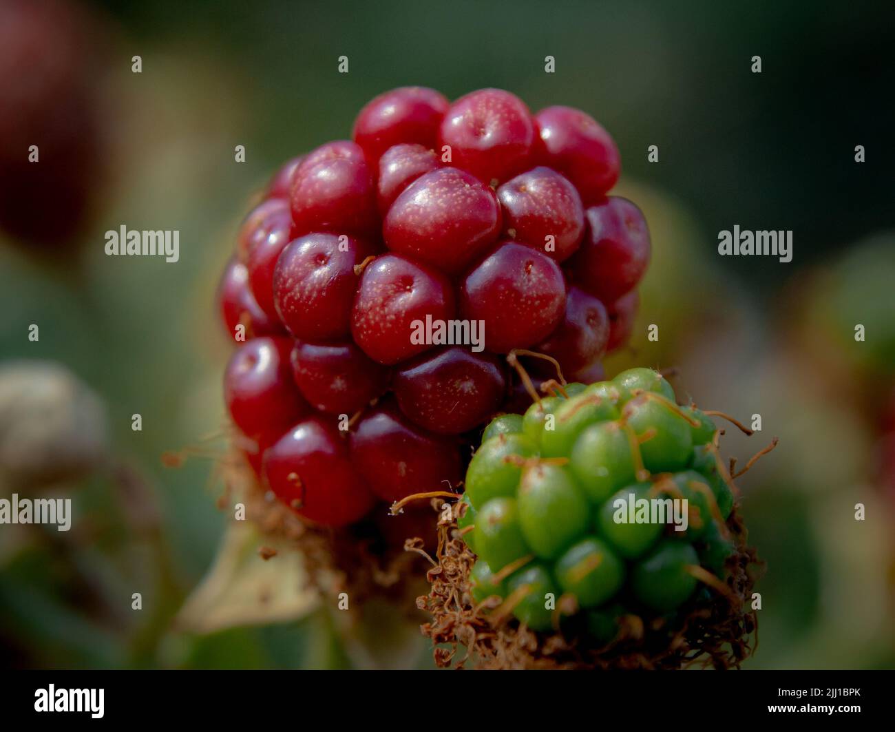 A ripe and an unripe berry Stock Photo - Alamy