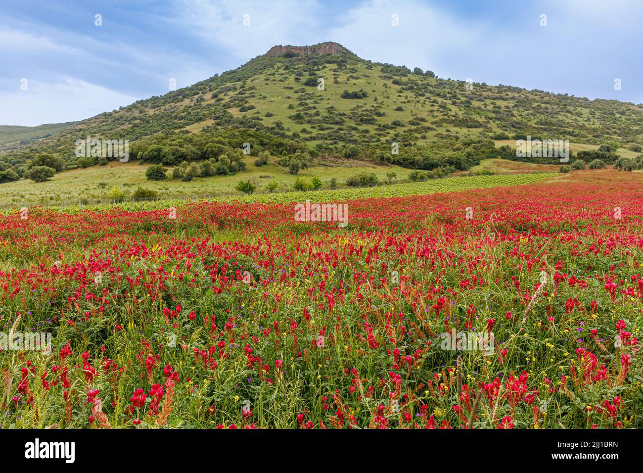 The abundance of flowers in the vast meadows of Sardinia island, Italy ...