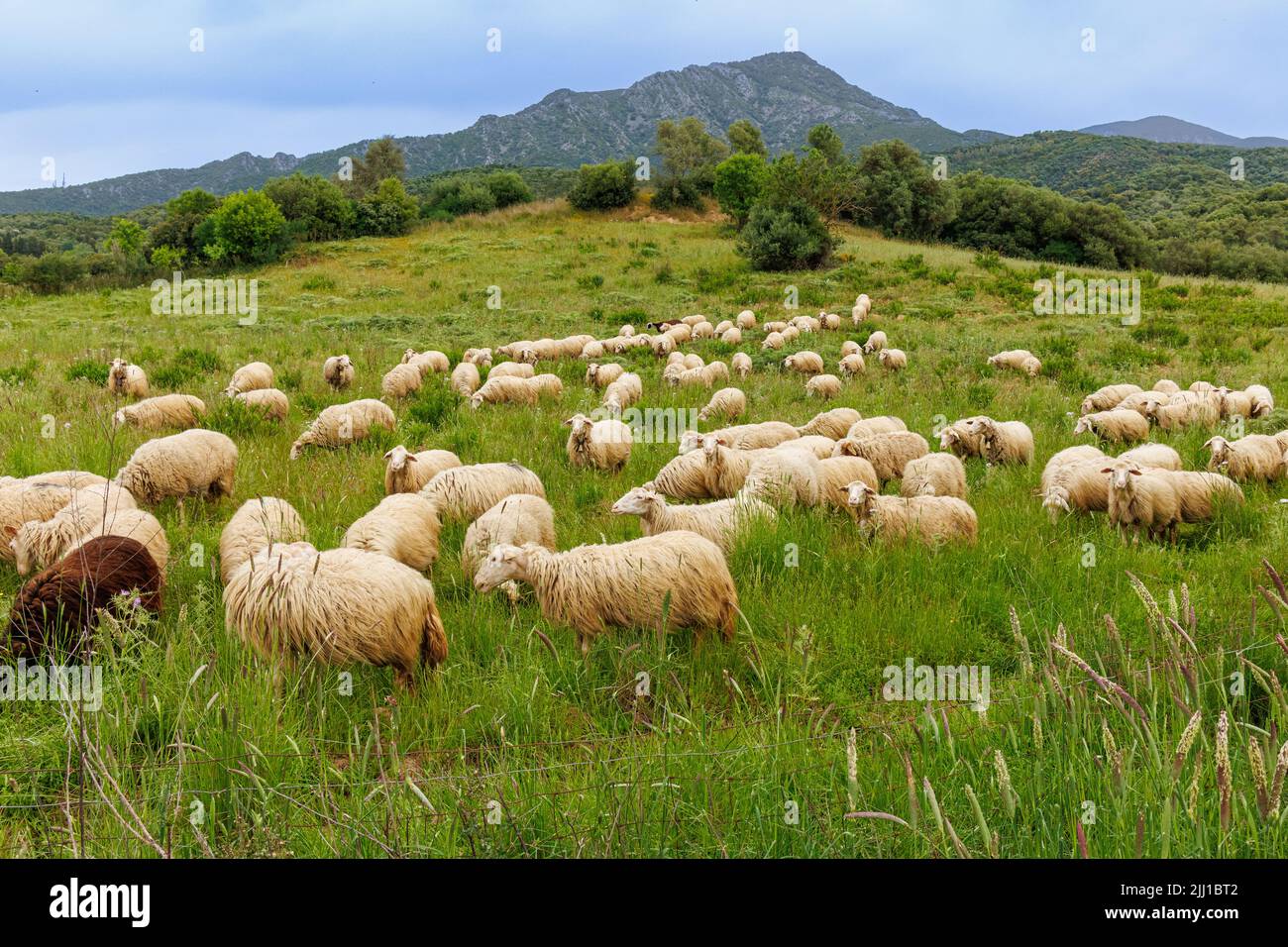 Sheep farming is widespread in Sardinia, Italy Stock Photo - Alamy