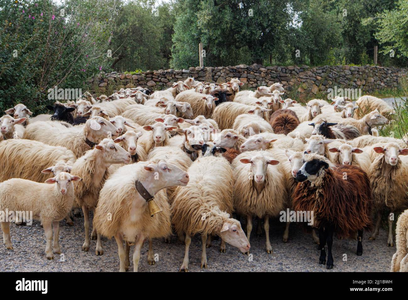 Sheep farming is widespread in Sardinia, Italy Stock Photo - Alamy