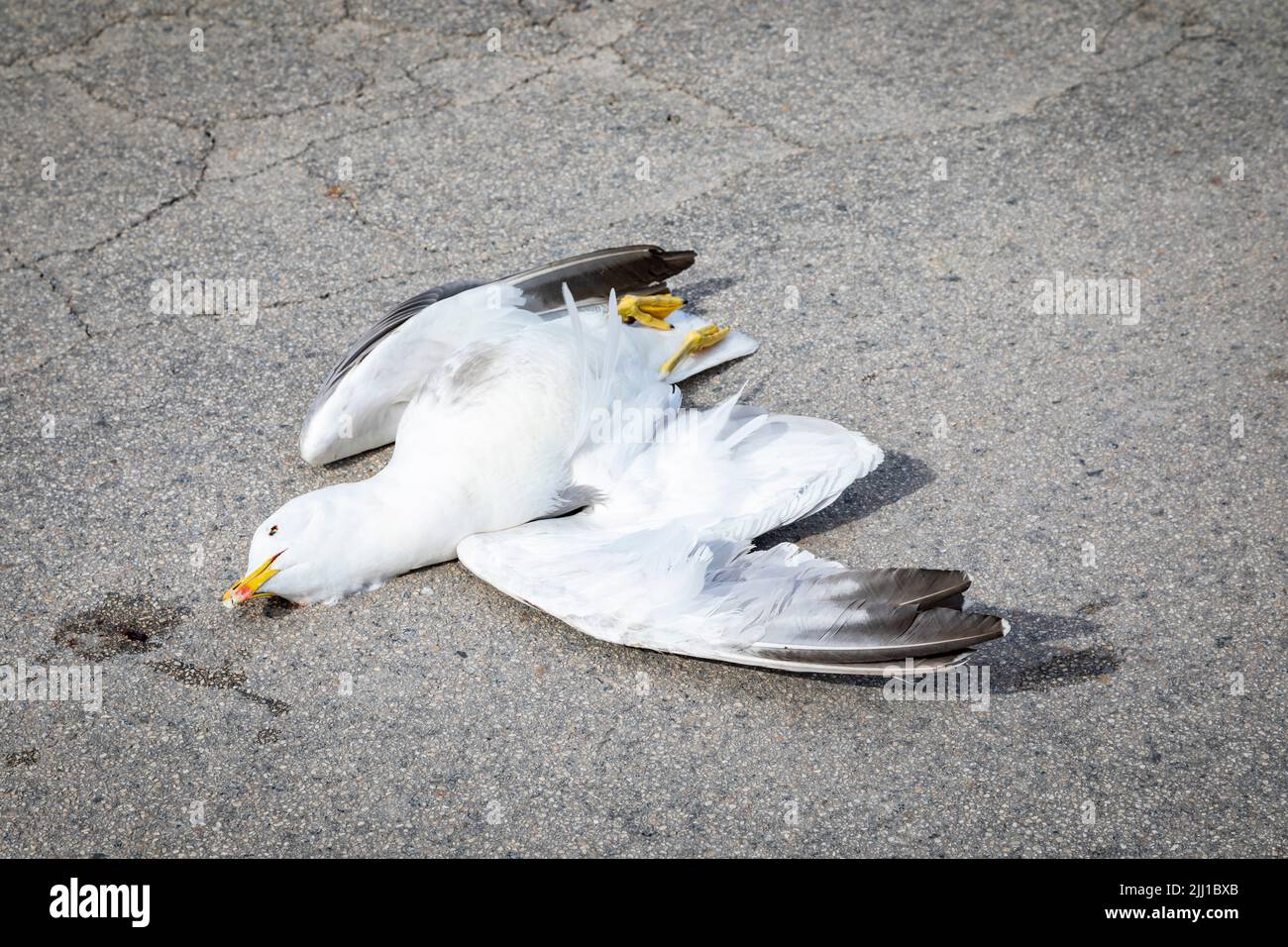 Yellow-legged gull (larus michahellis) hit by car Stock Photo - Alamy