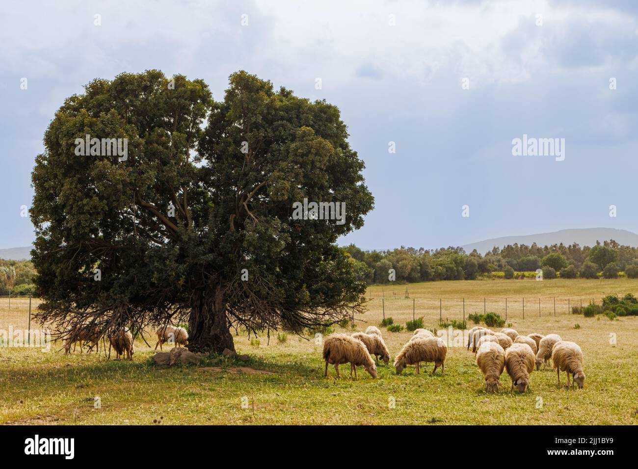 Sheep farming is widespread in Sardinia, Italy Stock Photo - Alamy