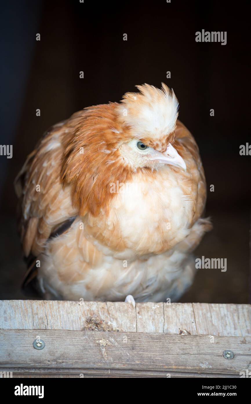 Sulmtaler hen. The Sulmtaler is an Austrian chicken breed Stock Photo ...