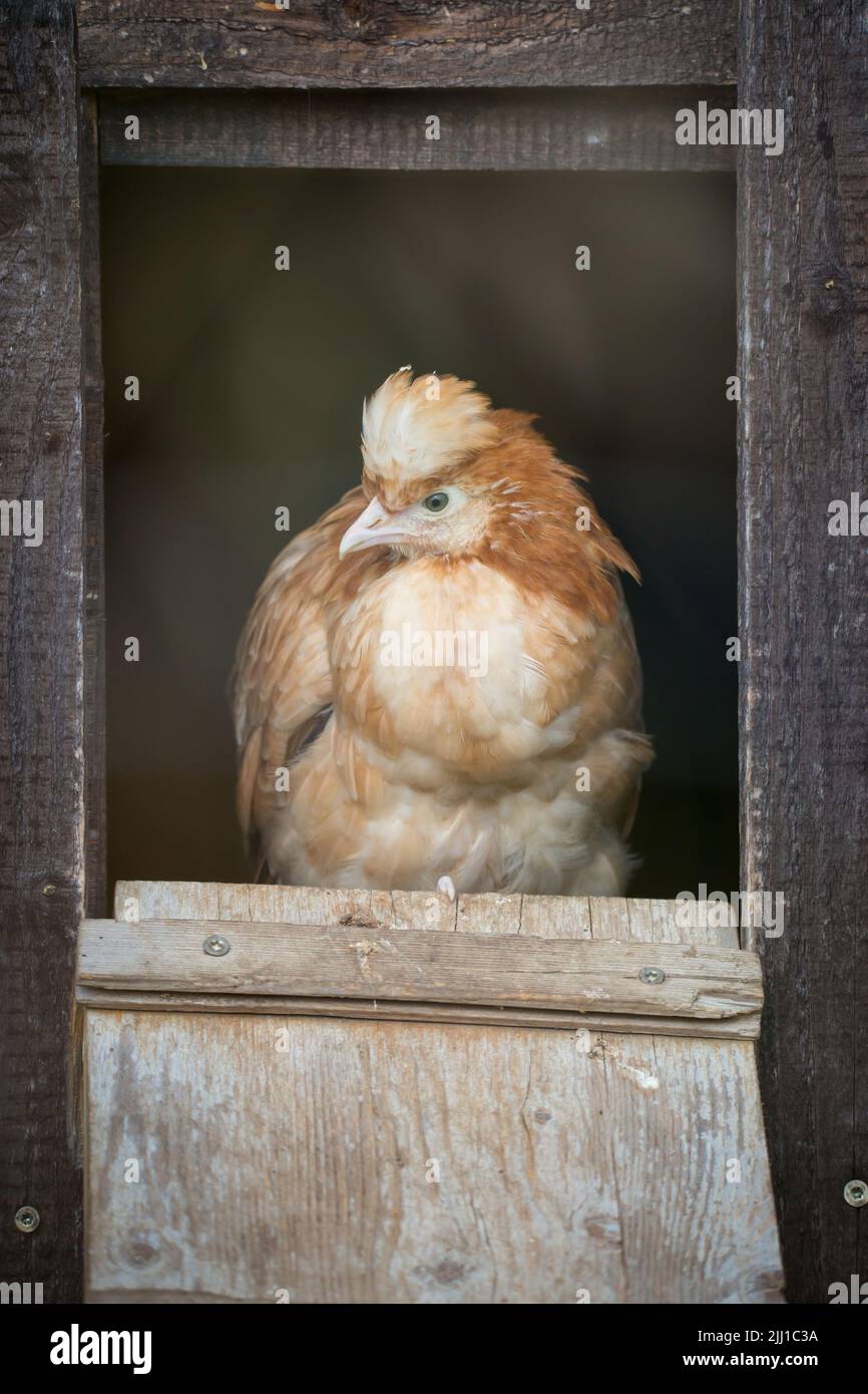 Sulmtaler hen. The Sulmtaler is an Austrian chicken breed Stock Photo ...
