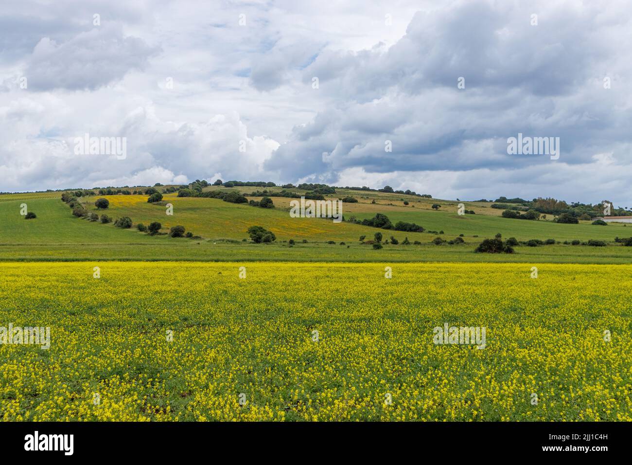 The abundance of flowers in the vast meadows of Sardinia island, Italy ...