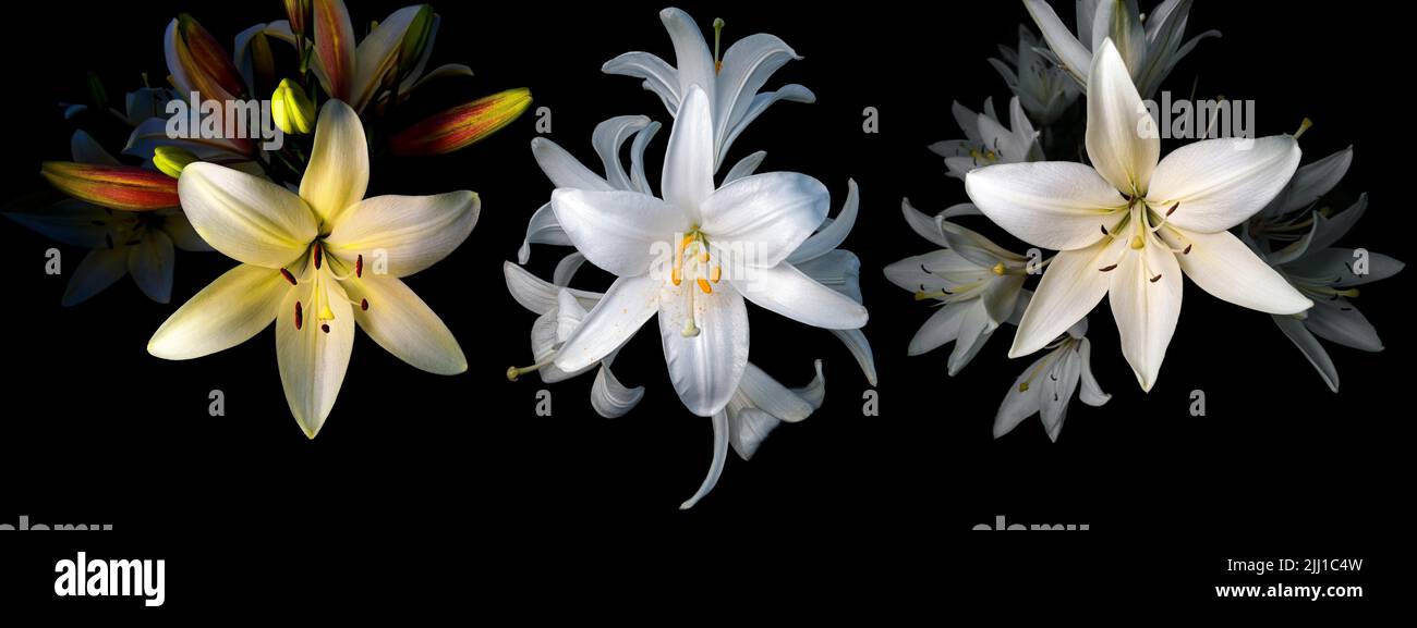Lily flowers of different colors isolated on a black background Stock ...