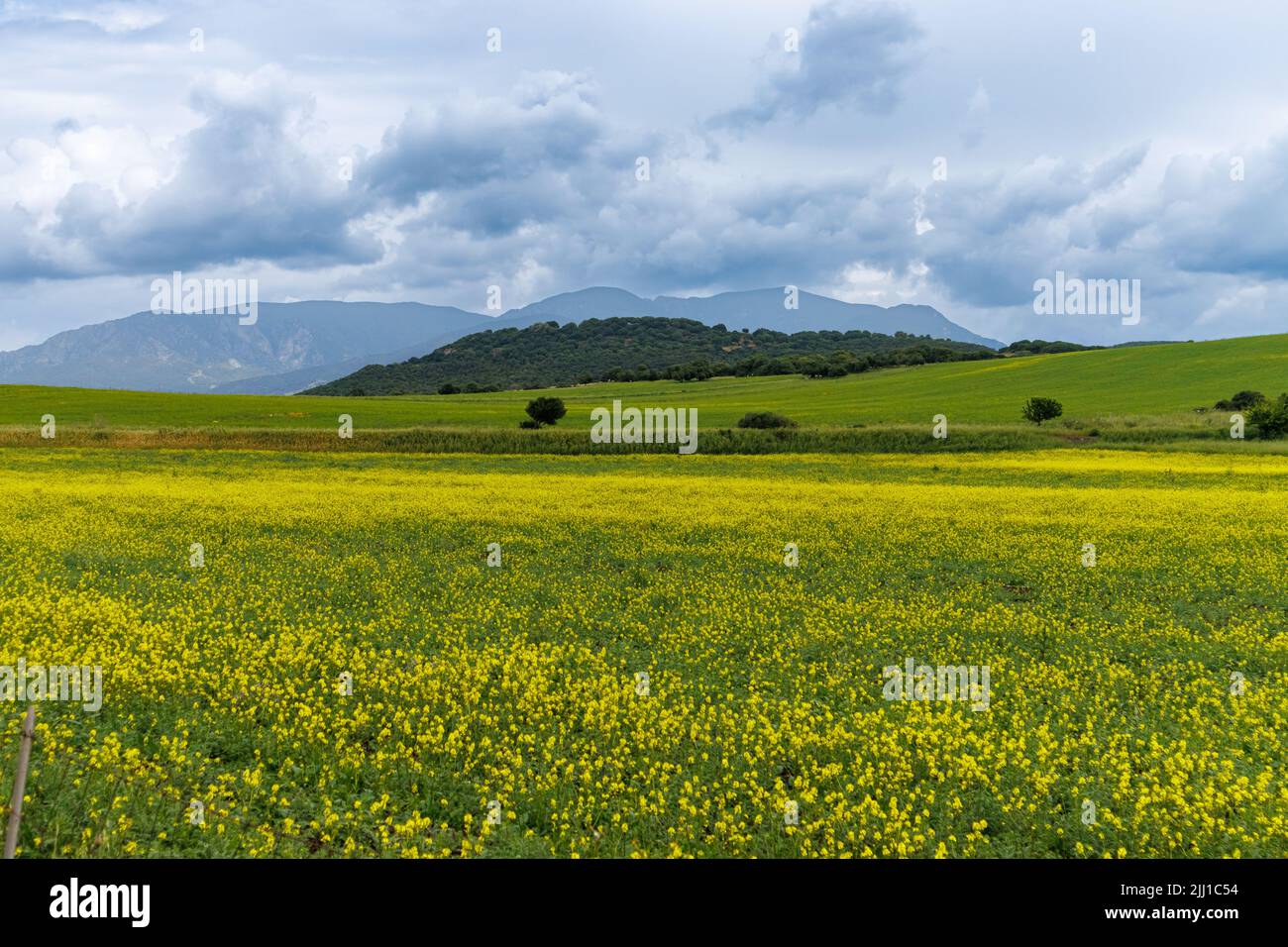 The abundance of flowers in the vast meadows of Sardinia island, Italy ...