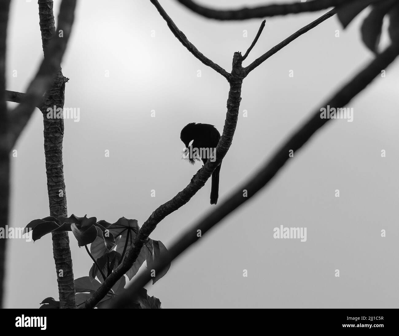 Shot small bird in Black and White Stock Photos & Images - Alamy