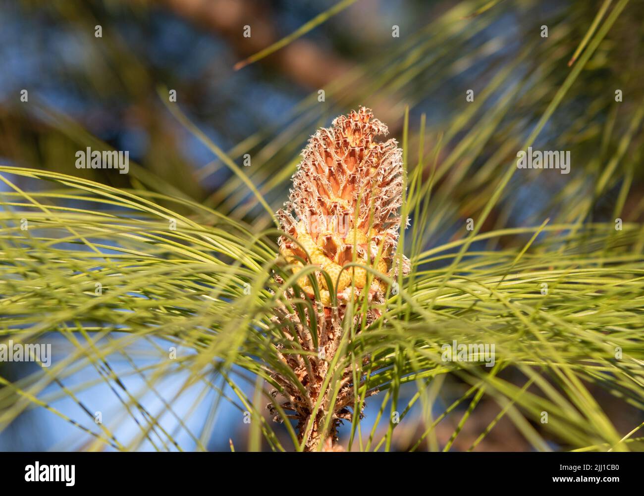 Female pine cone and evergreen pinetree needles natural background ...