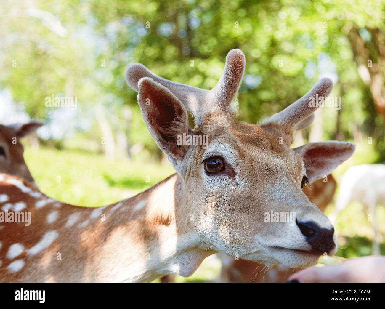 The cutest young deer in the summer park Stock Photo - Alamy