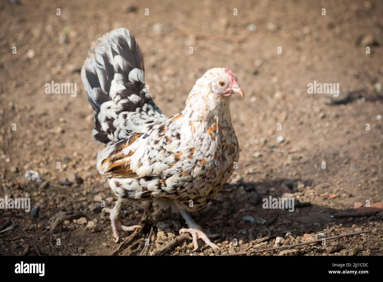 Stoapiperl hen. The Stoapiperl/ Steinhendl is an endangered Austrian ...