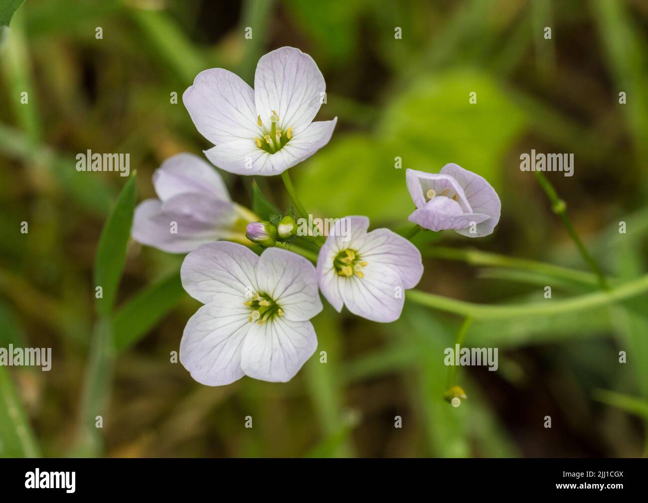 Mayflower Plant Seeds