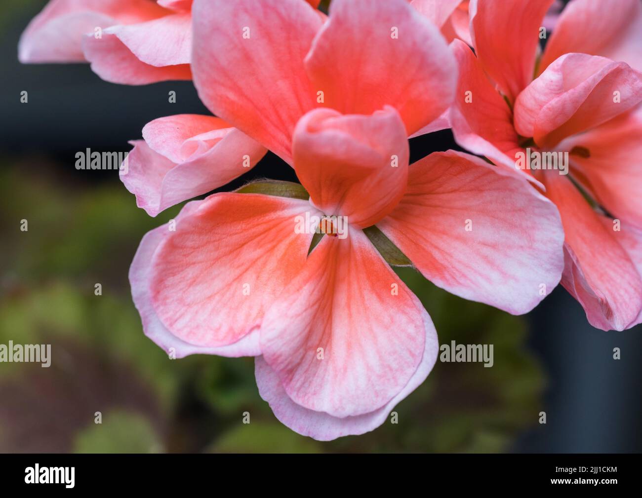 Geranium salmon princess hi-res stock photography and images - Alamy