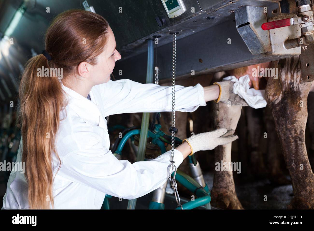 Automated milker hi-res stock photography and images - Alamy