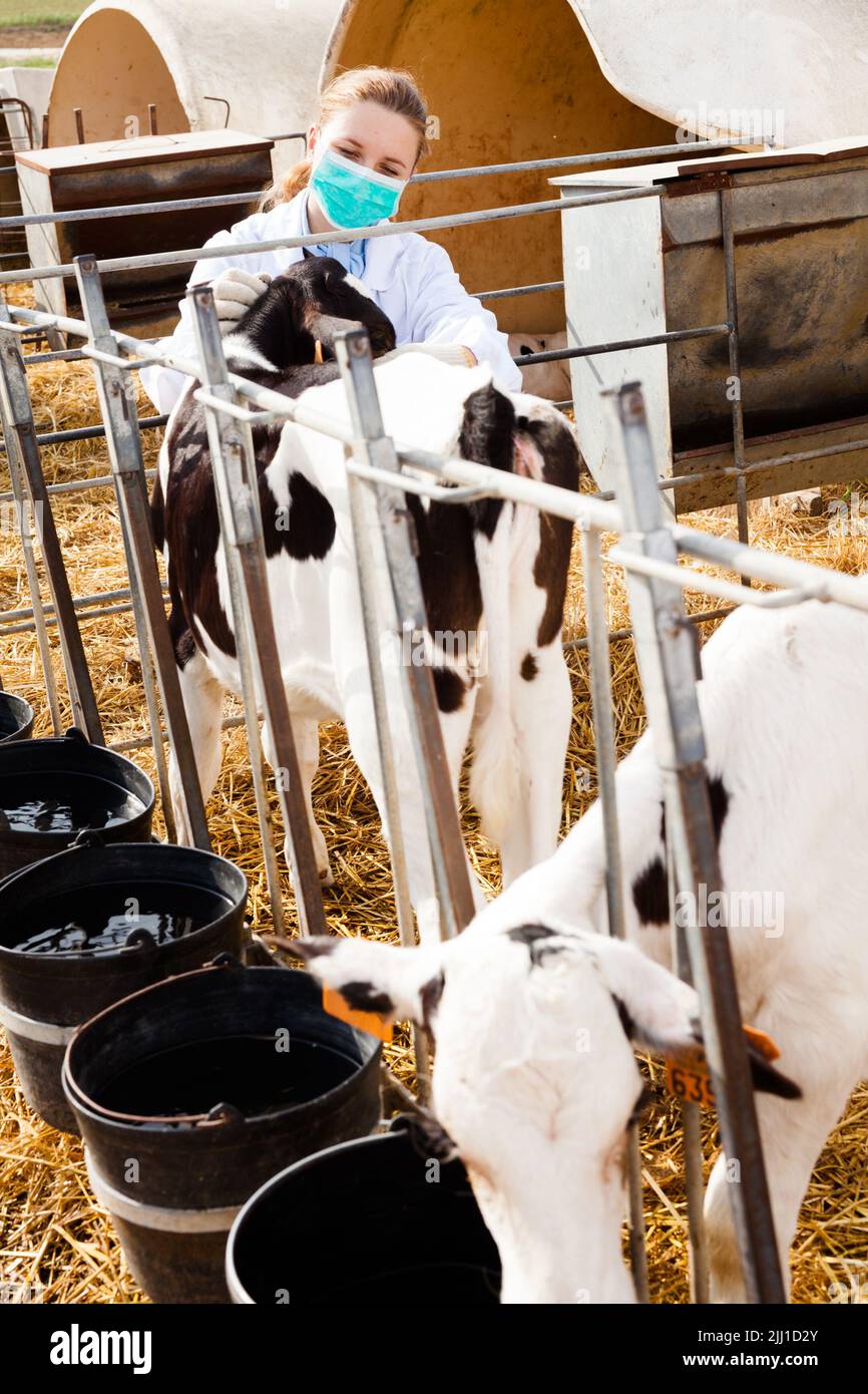 Veterinarian inspecting calves in dairy farm Stock Photo - Alamy