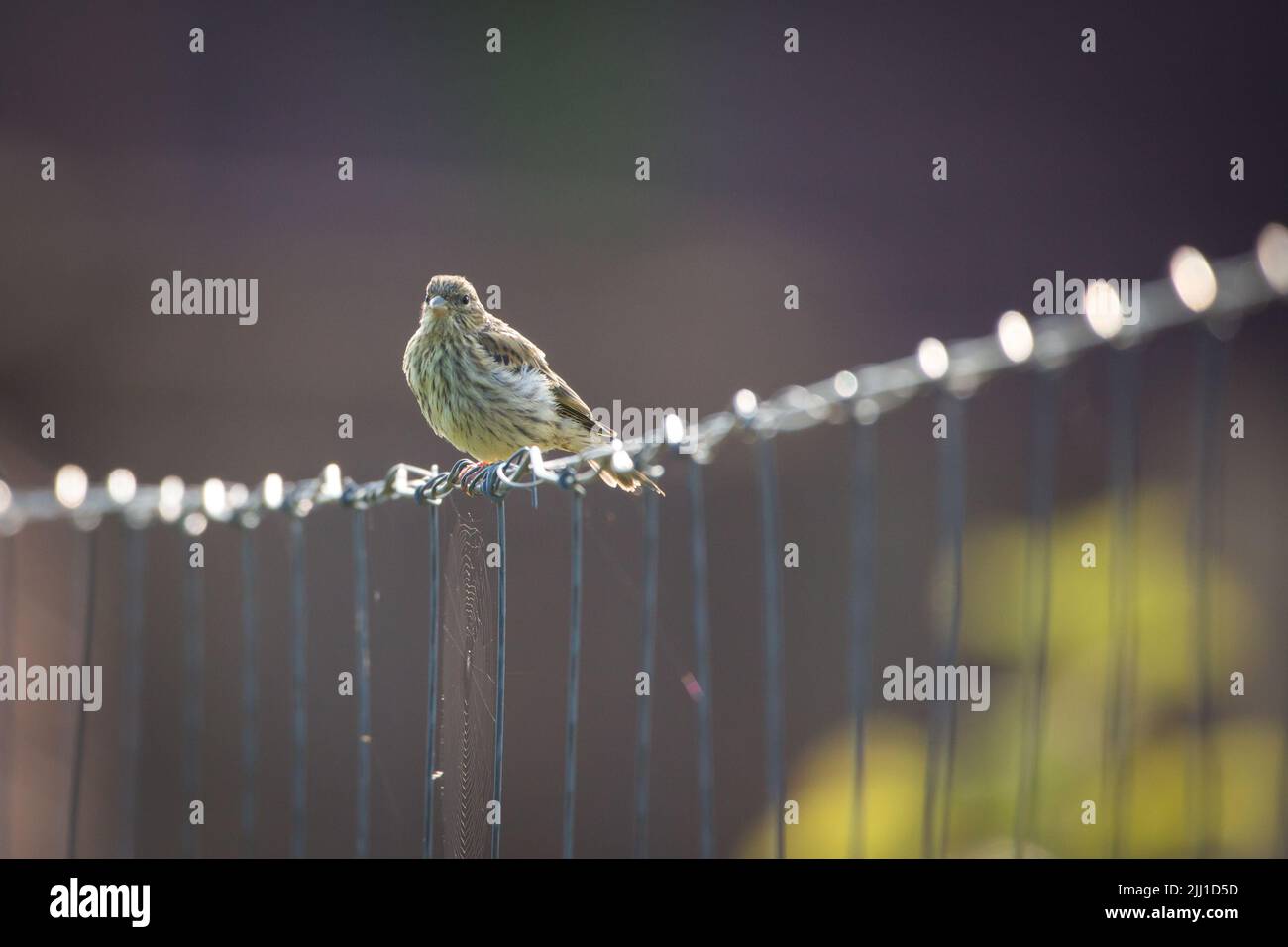 Young serin (Serinus serinus) sitting in a fence Stock Photo - Alamy