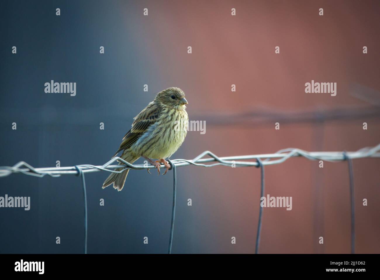 Young serin (Serinus serinus) sitting in a fence Stock Photo - Alamy