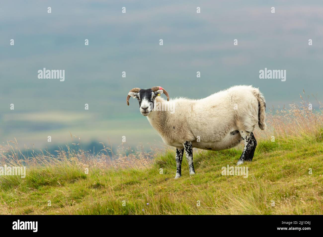 Scottish Blackface, Swaledale ewe, or female sheep with curly horns and ...