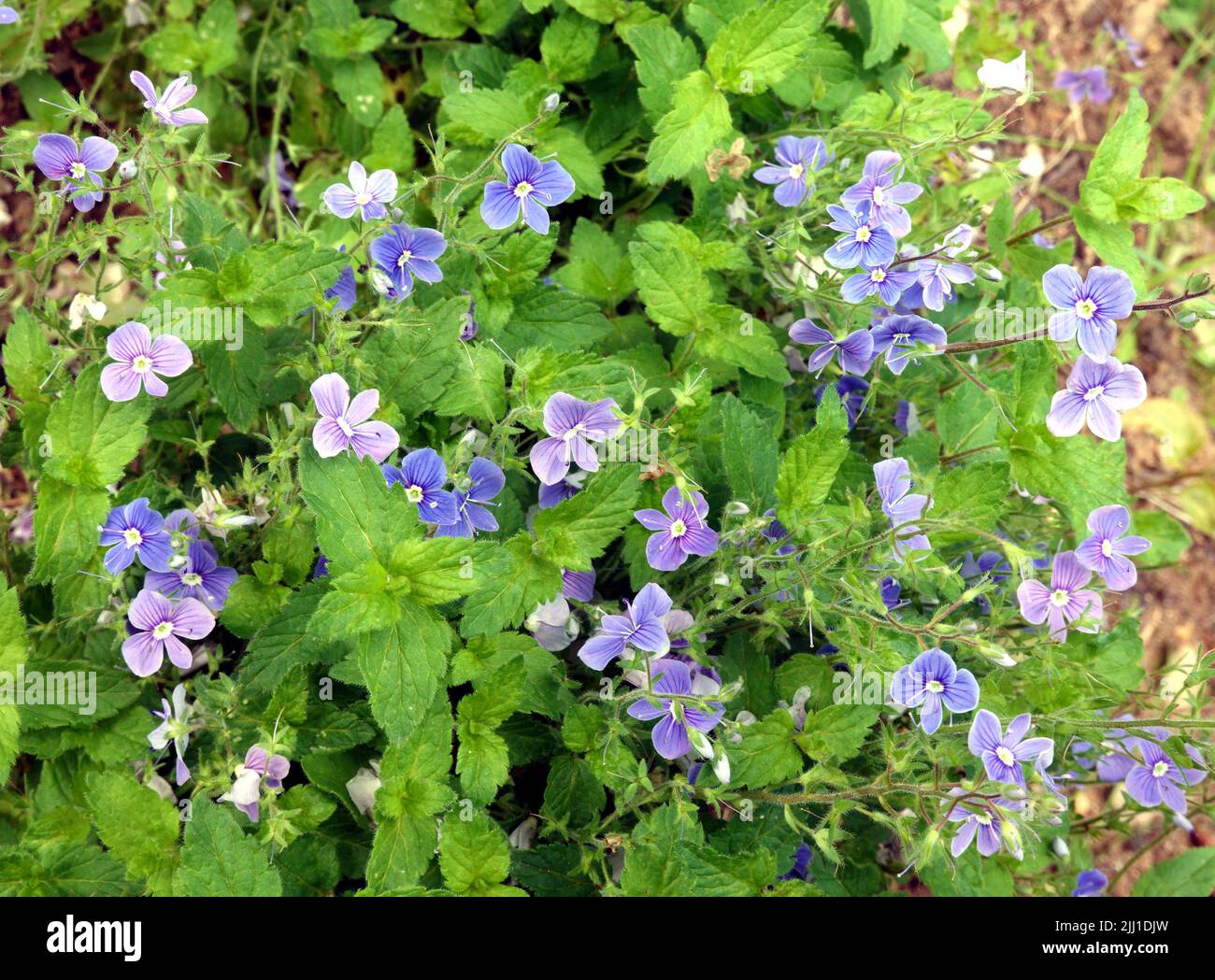 Many light blue Veronica oak flowers as flowercarpet blossoms in the ...