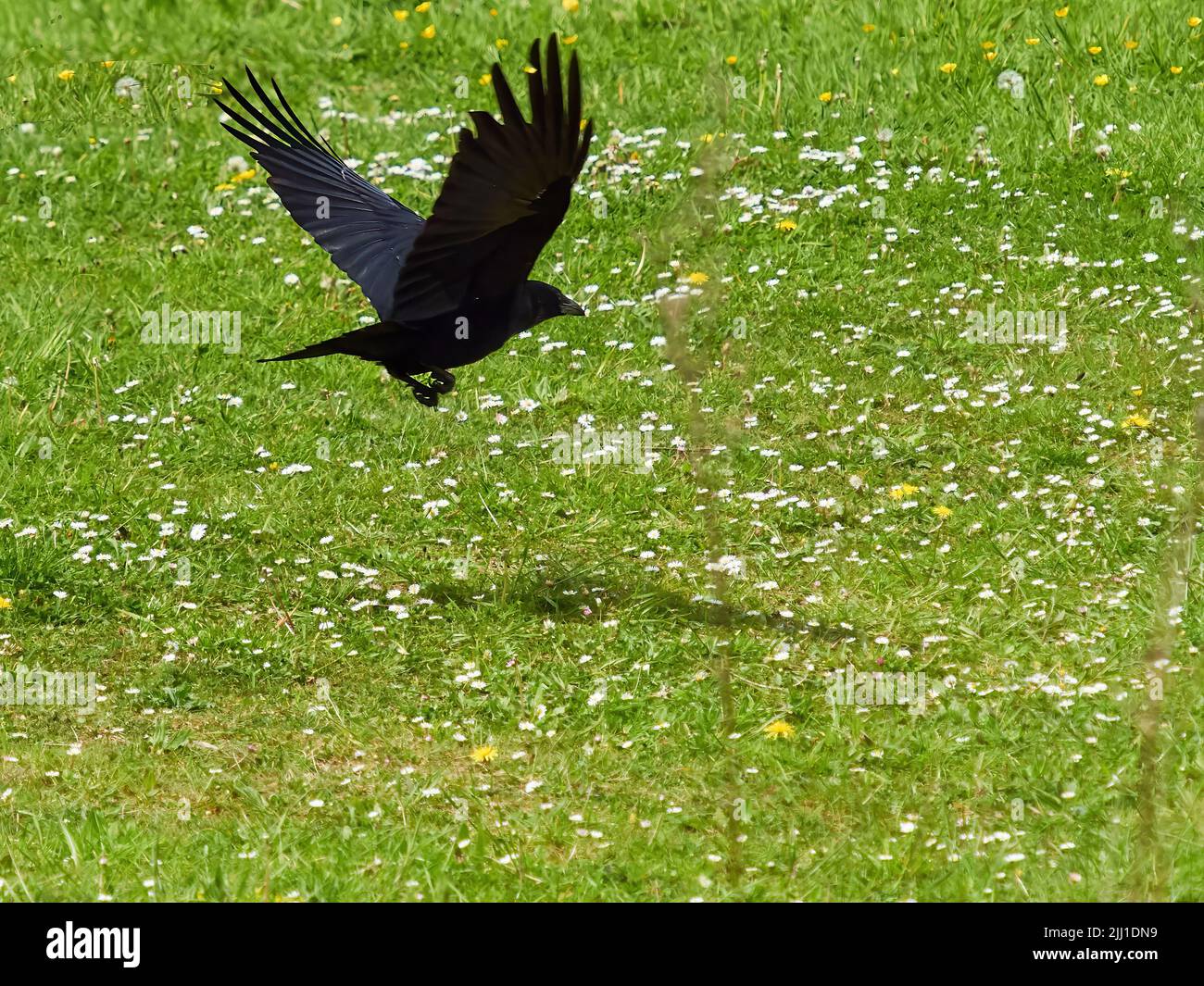 A carrion crow skims over daisy-and-dandelion spotted grass close ...