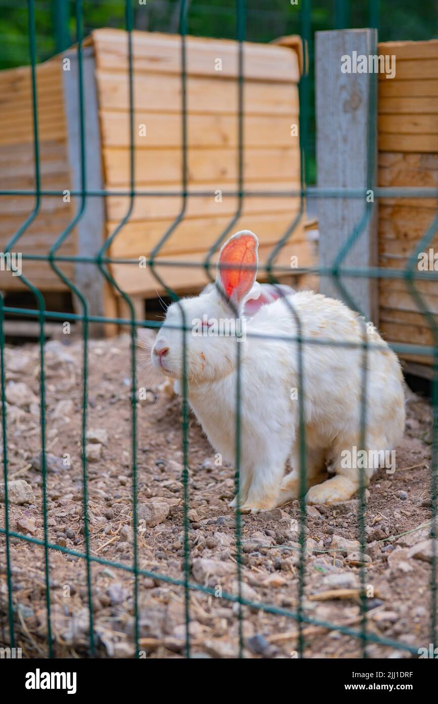adult gray rabbit eats grass through the bars Stock Photo - Alamy
