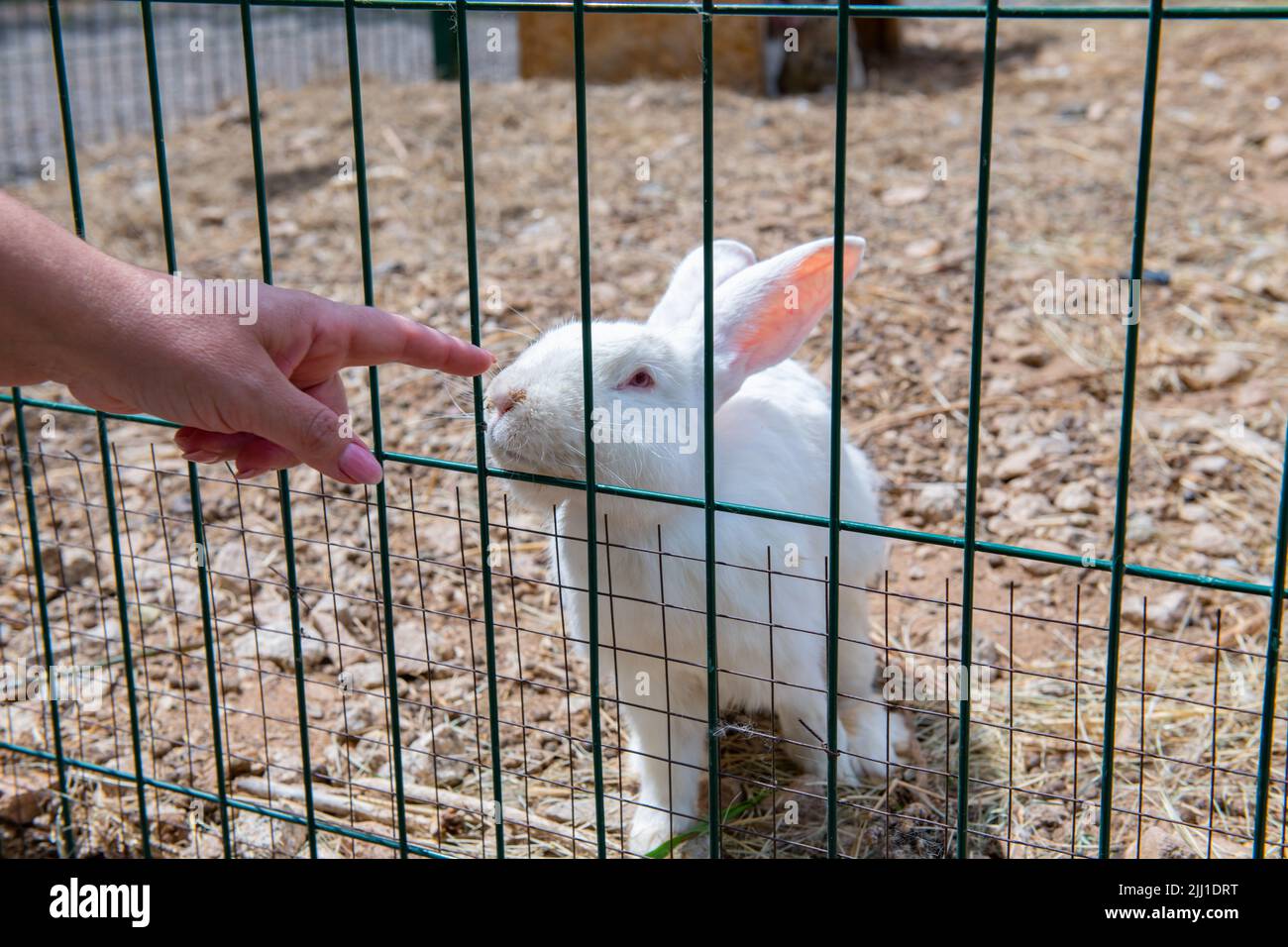 a large affectionate white rabbit approaches the cage Stock Photo - Alamy