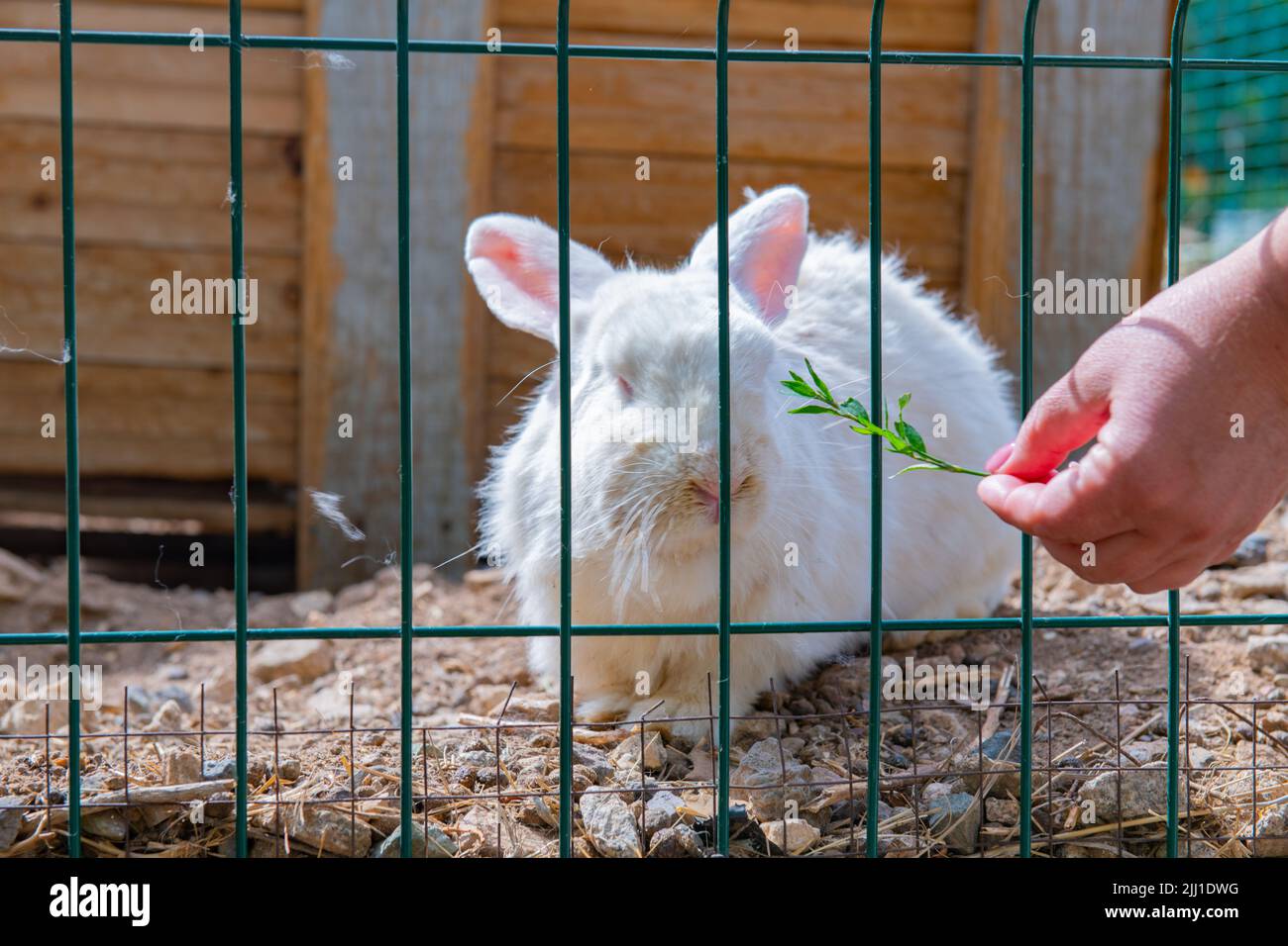 grass fed white rabbit in a cage Stock Photo - Alamy