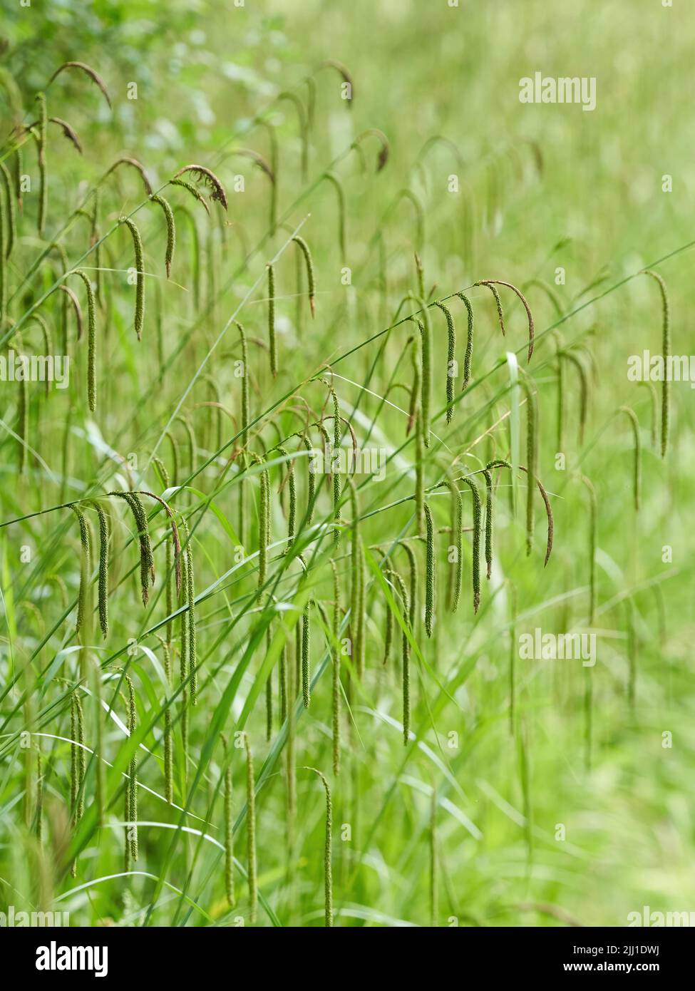 Soft sunlight in woodland hi-res stock photography and images - Alamy