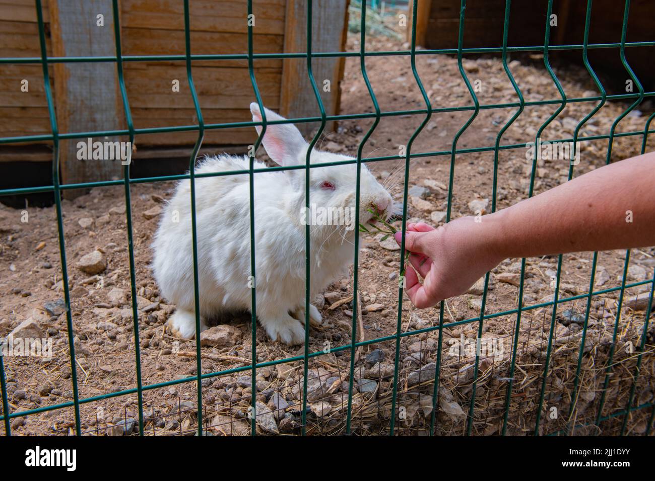 adult white rabbit eats grass through the bars Stock Photo - Alamy