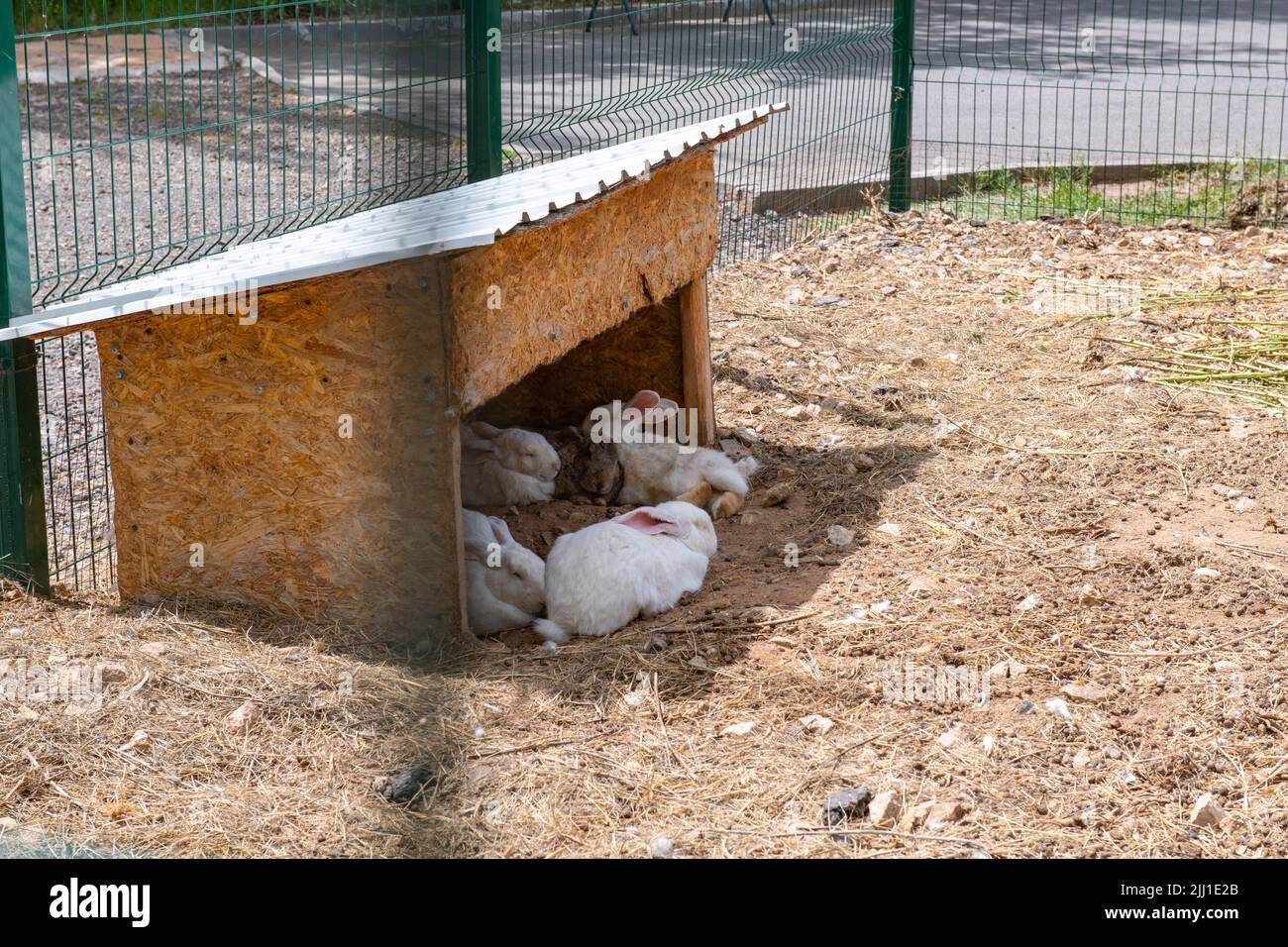 several rabbits lie in a cage in a house Stock Photo - Alamy