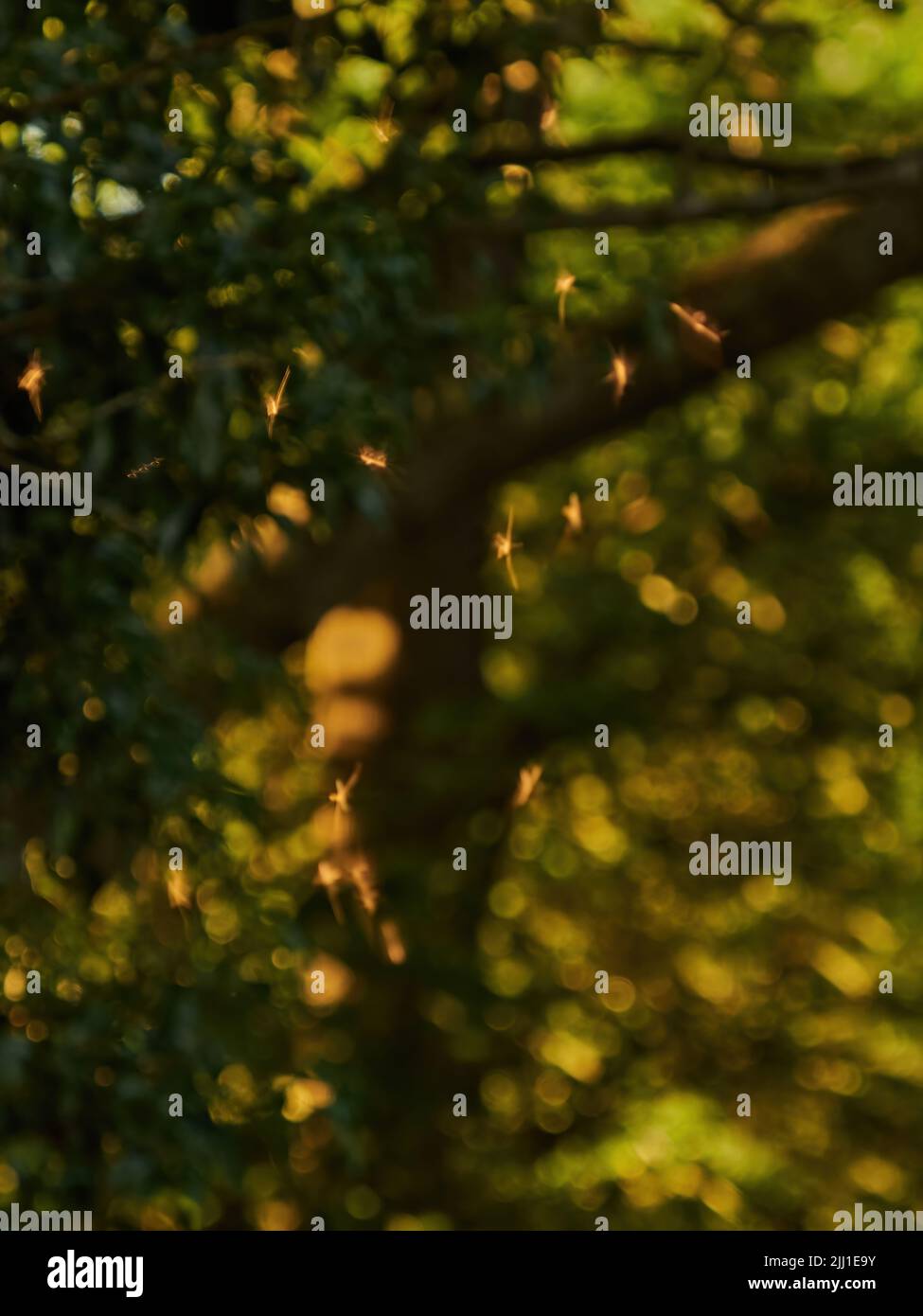 De-focused flying insects become glowing, dancing faeries in the last ...