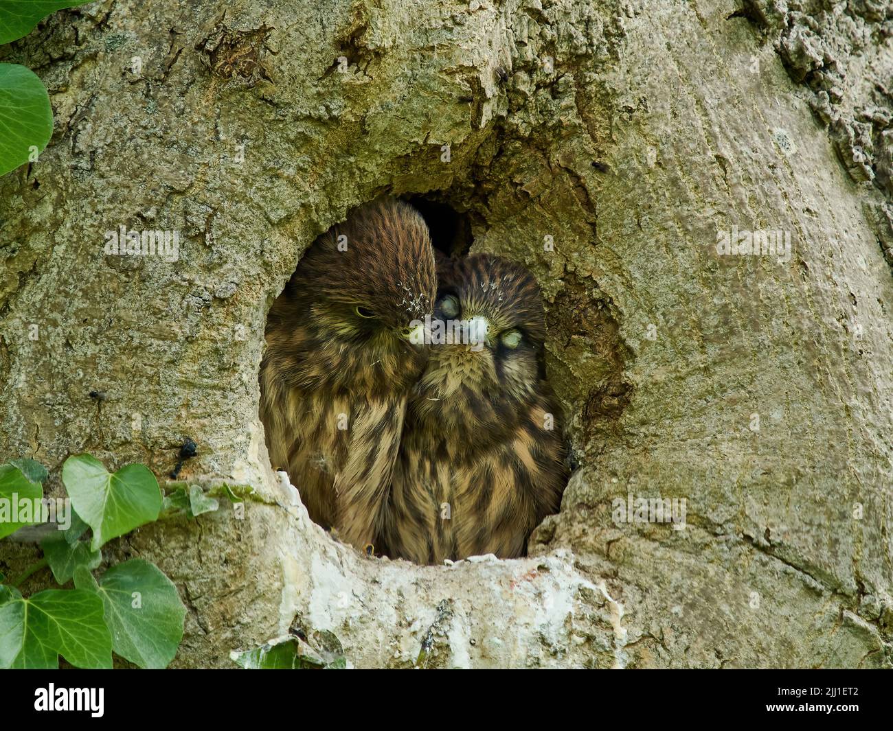 Two kestrel fledglings in the safety of their tree trunk hollow nest ...